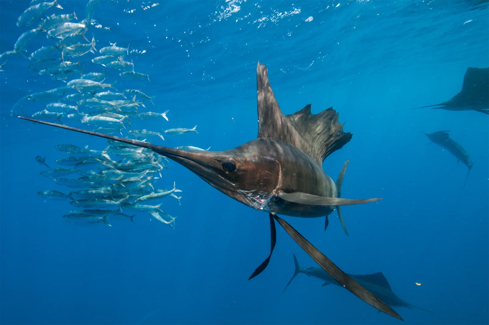 It's Black Marlin Season! - Blue Skies
